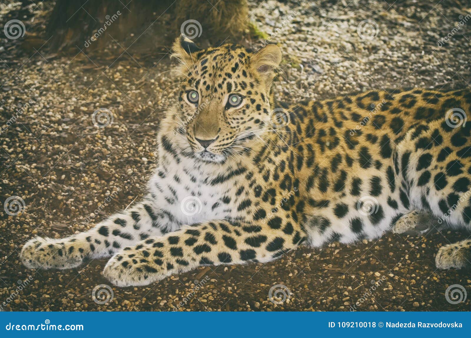 Single Leopard at ground stock photo. Image of wildlife - 109210018