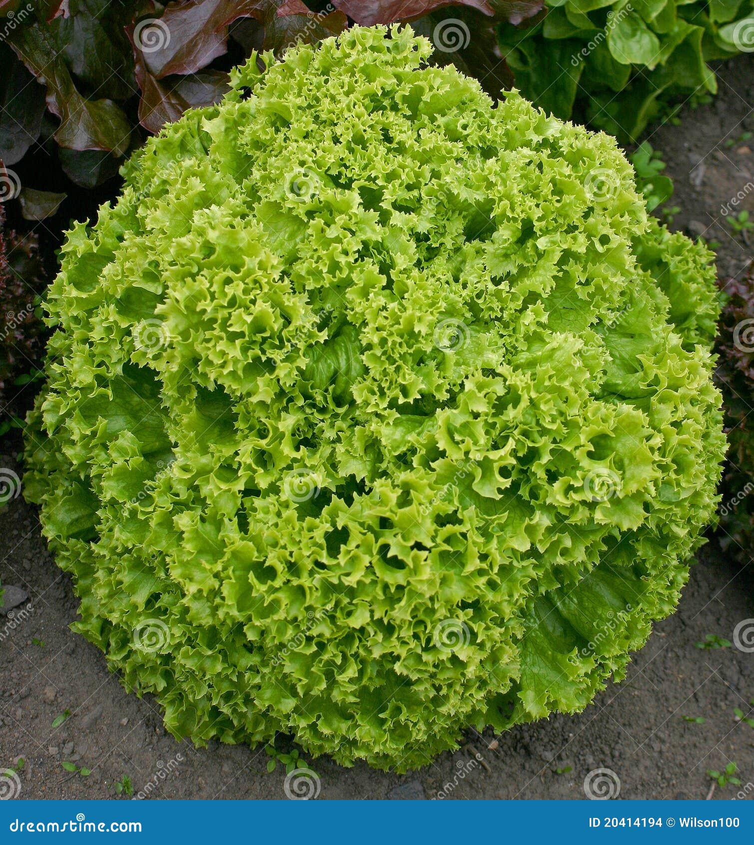 A single lettuce stock photo. Image of green, tidy, allotment - 20414194