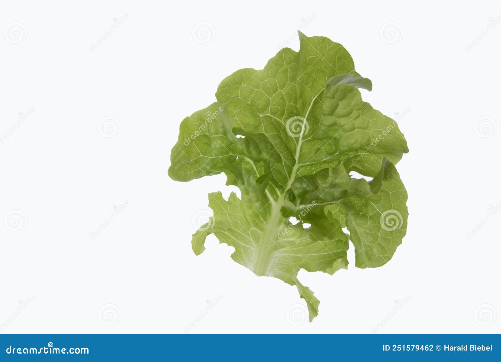 Single lettuce leaf stock photo. Image of health, produce - 251579462