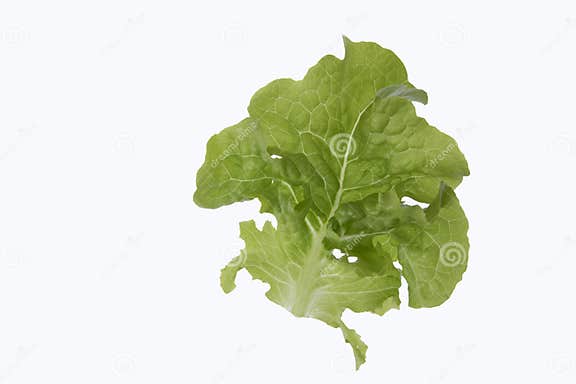 Single lettuce leaf stock photo. Image of health, produce - 251579462