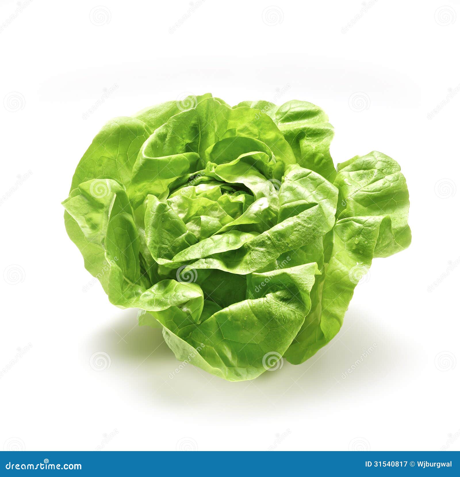 Single lettuce stock image. Image of calories, food, lifestyle - 31540817