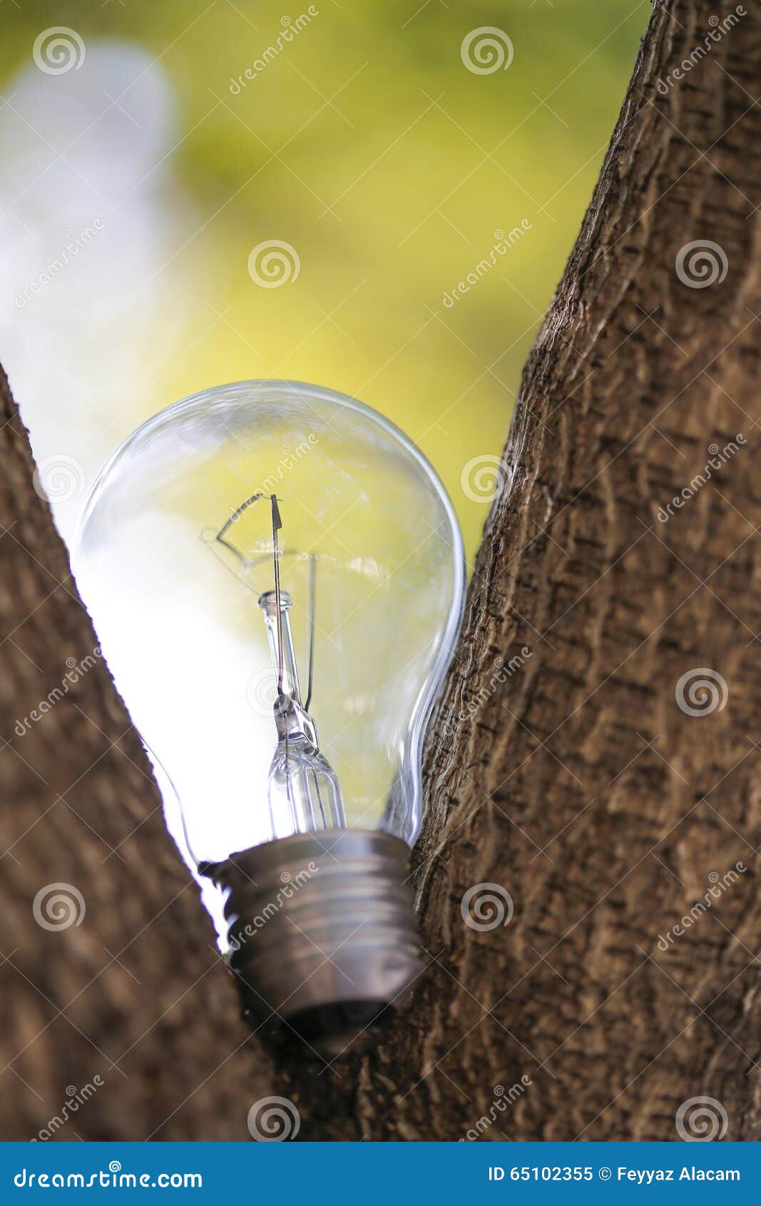 The Single Light Bulb on the Tree Stock Image - Image of recycling ...