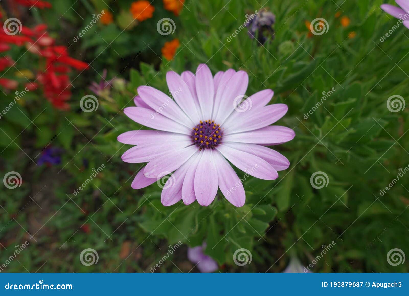 Single Pink Flower of African Daisy in August Stock Image - Image of ...