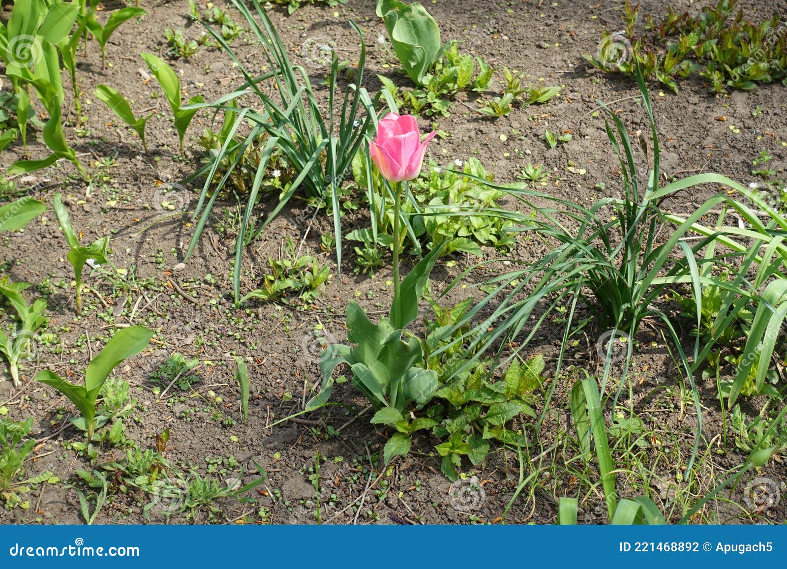 Single Light Pink Flower of Tulip in April Stock Photo - Image of ...