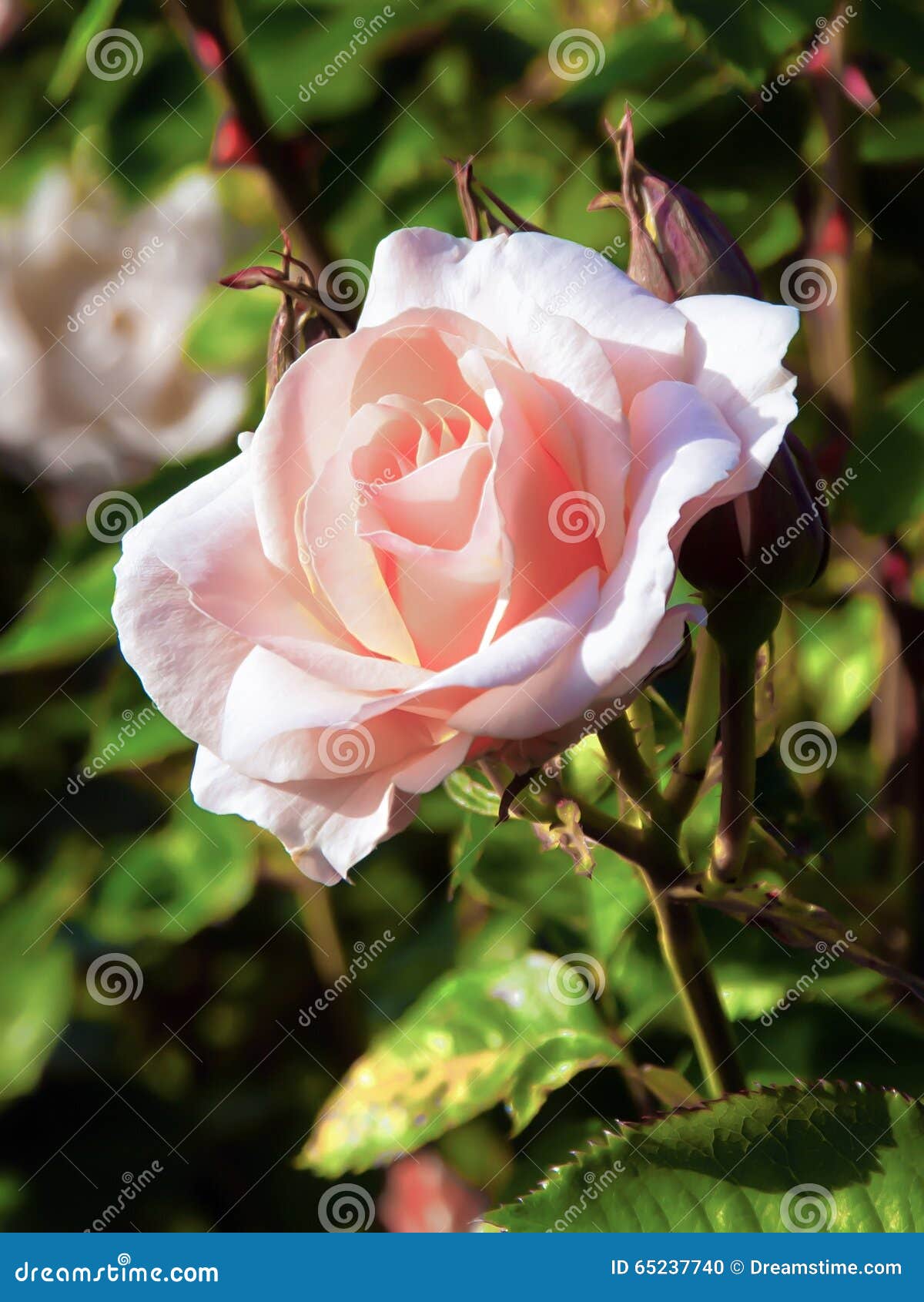 Single light pink rose. stock photo. Image of leaves - 65237740