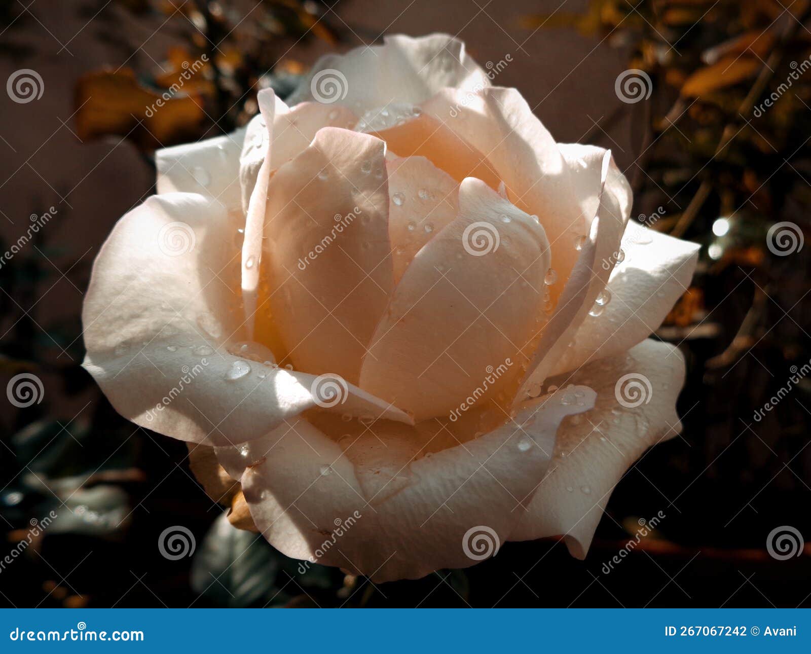Single Light Pink Rose Isolated on Dark Background. Pink Rose Flower ...