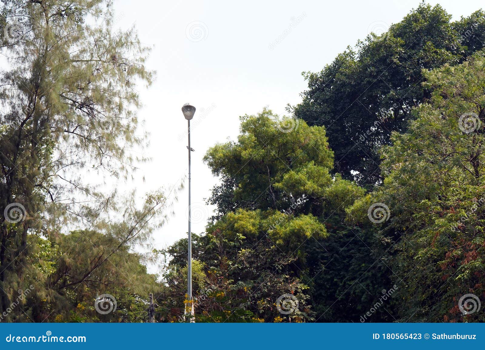 Single Light Pole among Trees during the Daytime Stock Image - Image of ...