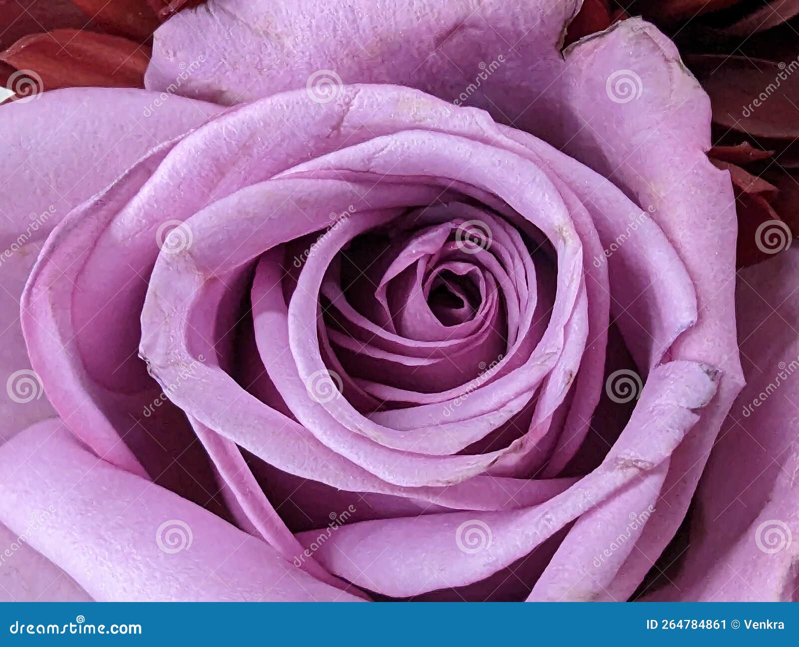 Single Light purple rose stock image. Image of rose - 264784861