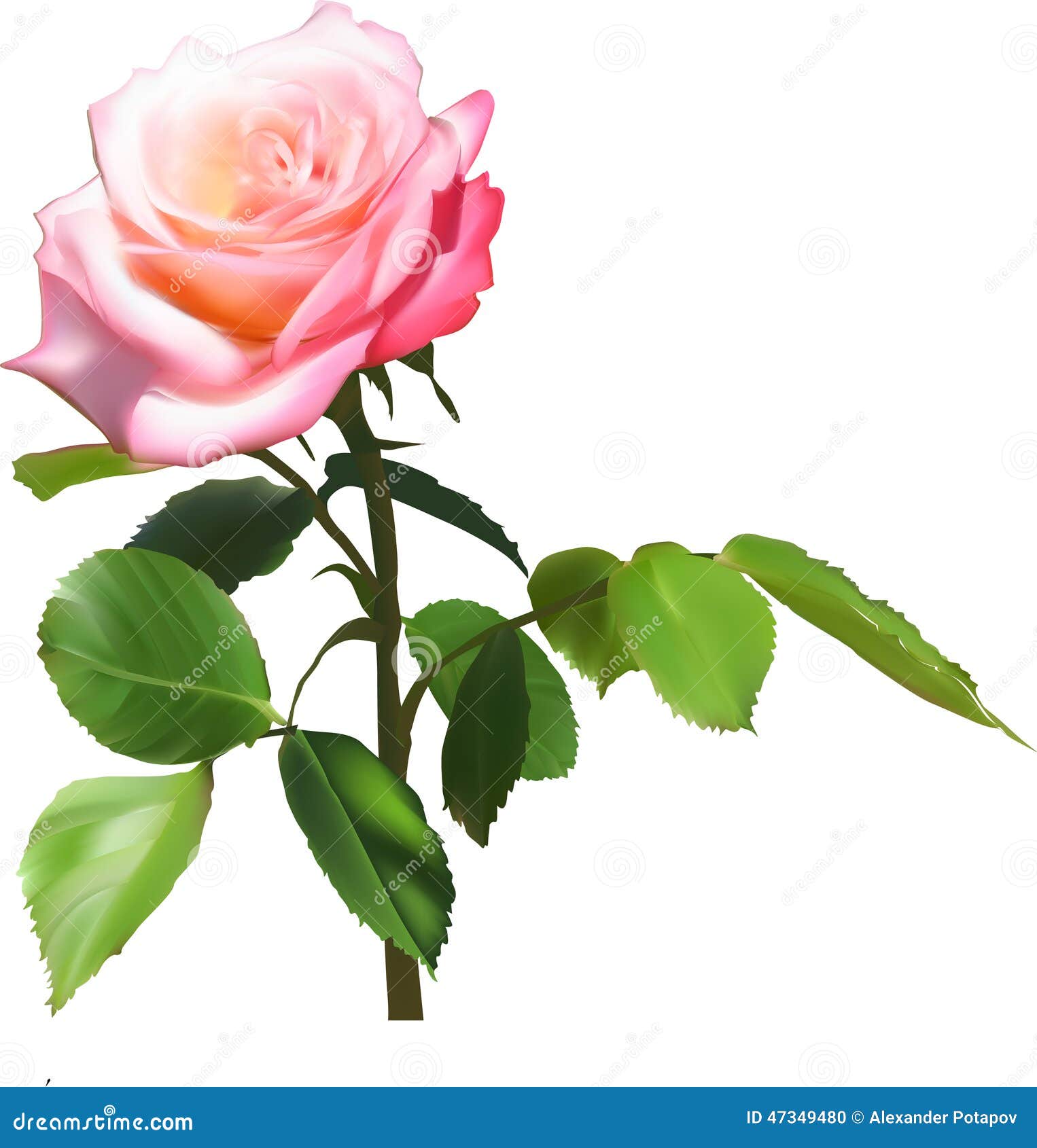 Single Light Rose Flower Isolated on White Stock Vector - Illustration ...