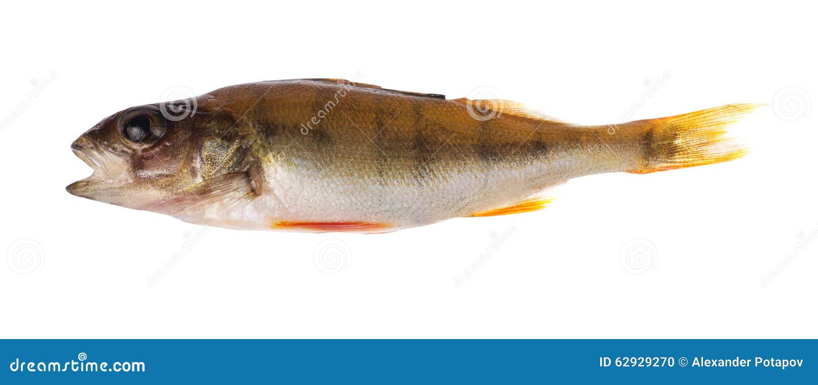 Single Light Small Perch on White Stock Photo - Image of close, object ...