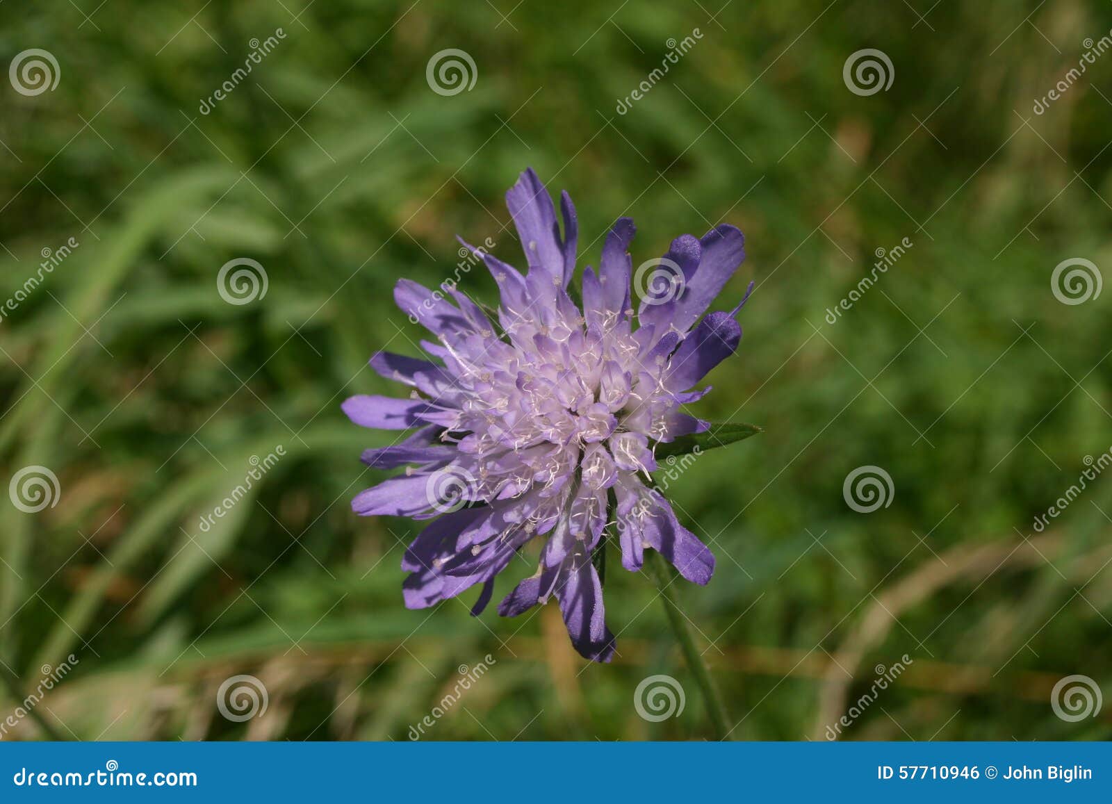 Field Scabious (Knautia Arvensis) Flower Stock Photo - Image of flower ...