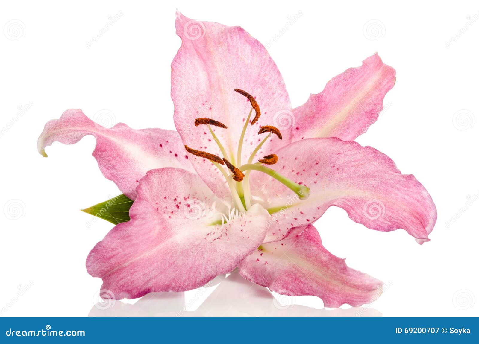 Single lilly flower stock image. Image of isolated, detail - 69200707