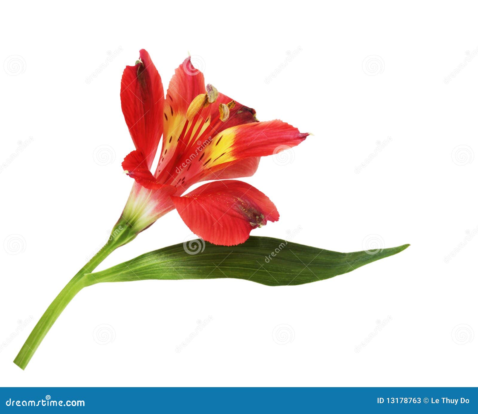 Single Lily Flower stock image. Image of head, leaf, background - 13178763