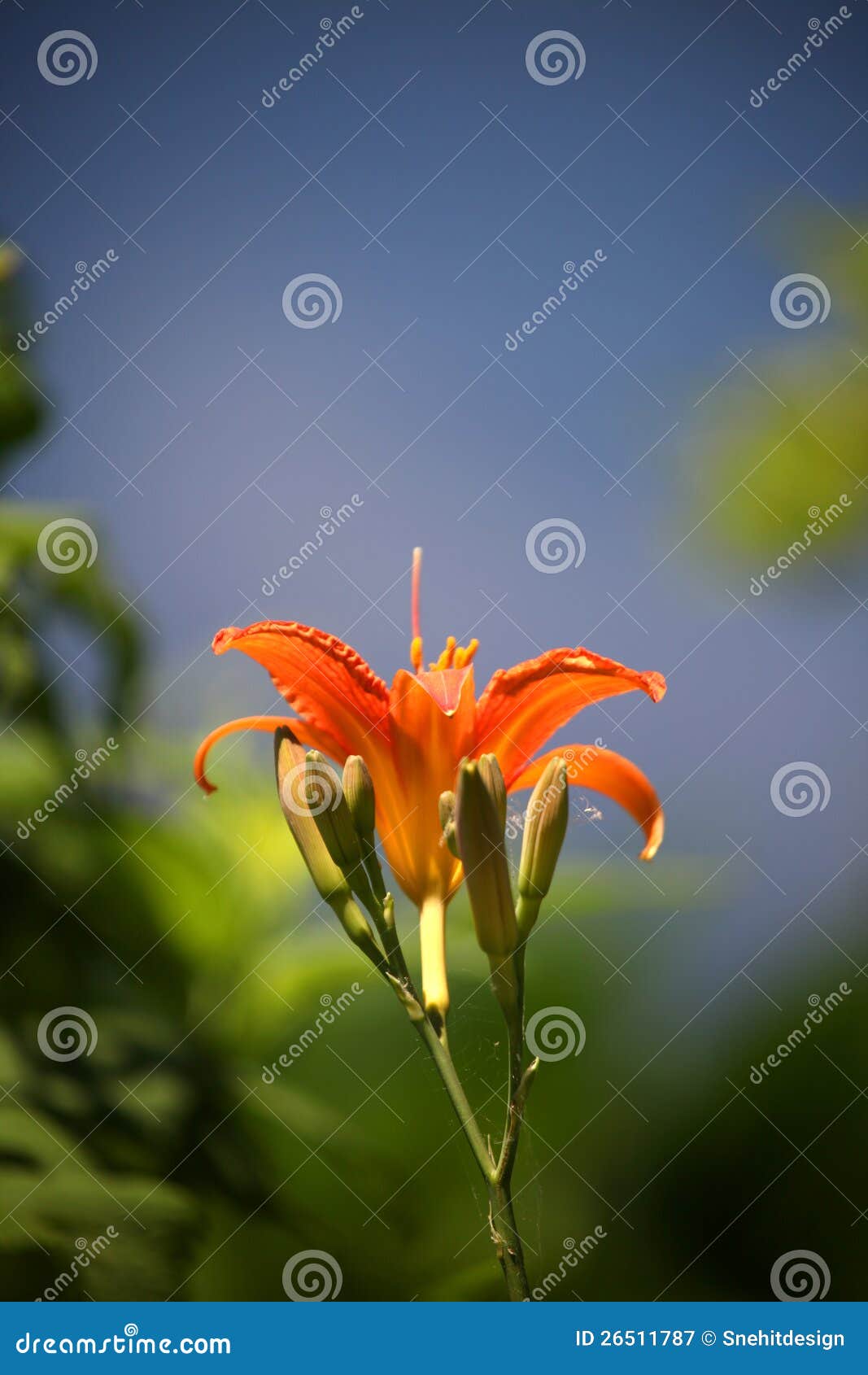 Single Lily flower stock image. Image of bouquet, gardening - 26511787