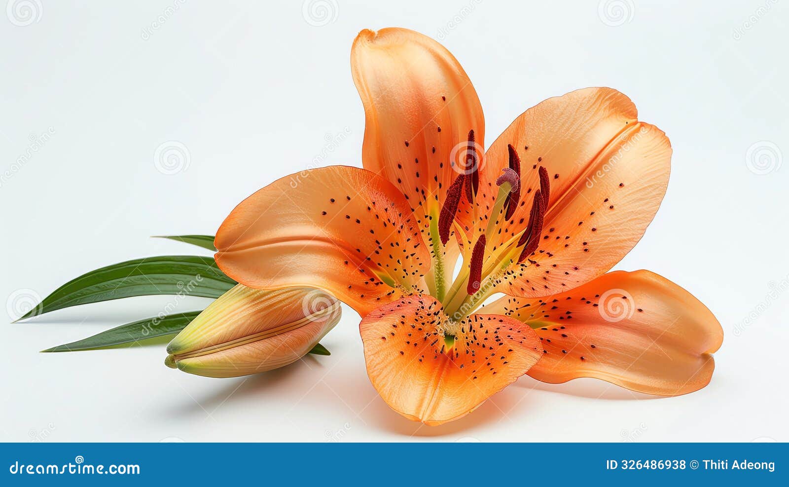 A Single Lily Flower, Isolated on White Background Stock Illustration ...