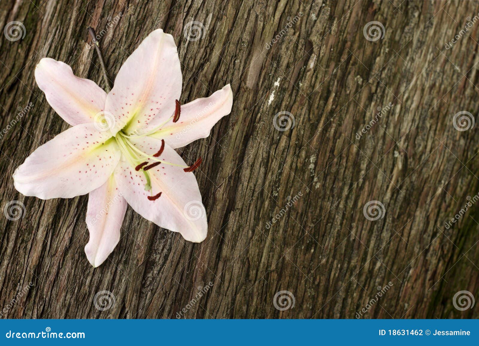 Single lily flower on wood stock photo. Image of lily - 18631462
