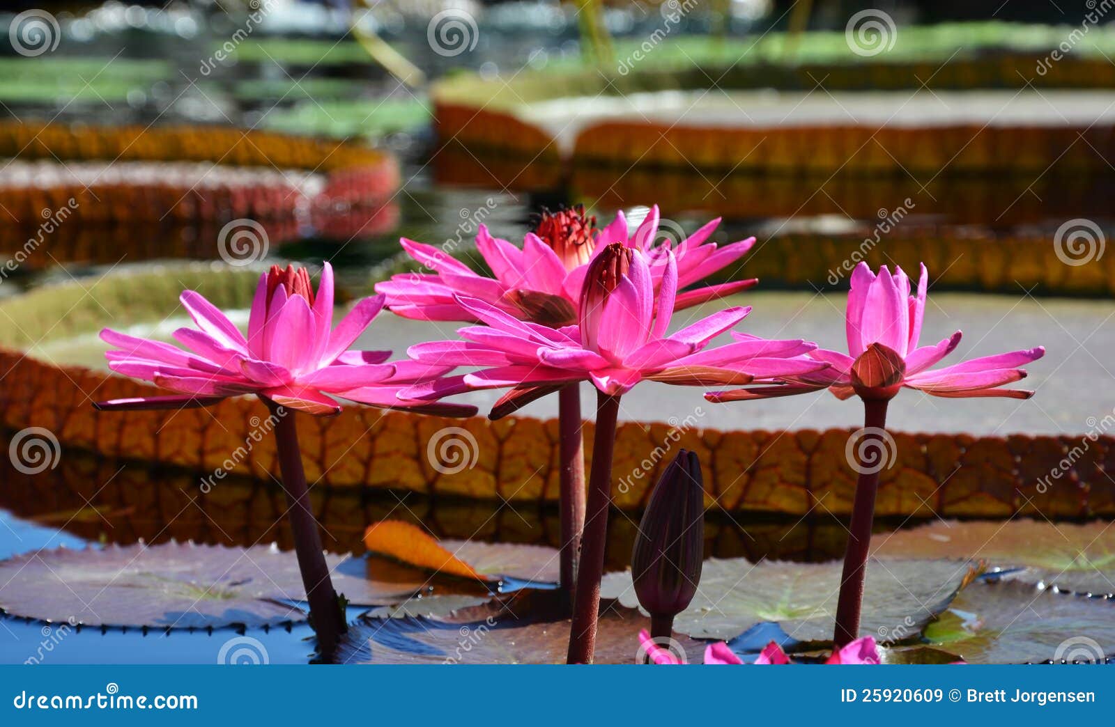 Single Lily Pad on a Pond stock image. Image of flower - 25920609