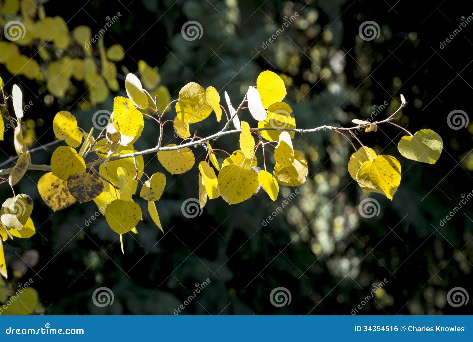 Single Limb from an Aspen Tree in the Forest Stock Photo - Image of ... Single Limb from an Aspen Tree in the Forest Stock Photo - Image of ...