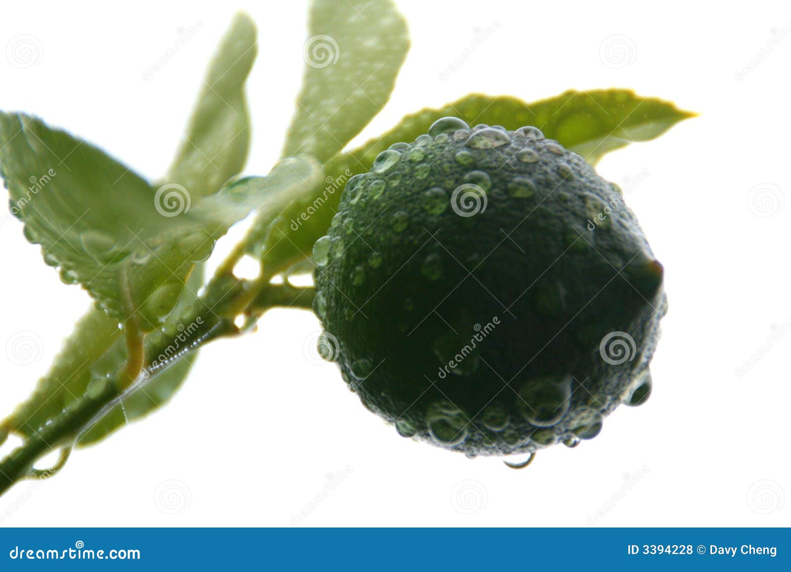 A single lime stock photo. Image of droplets, citrus, juicy - 3394228