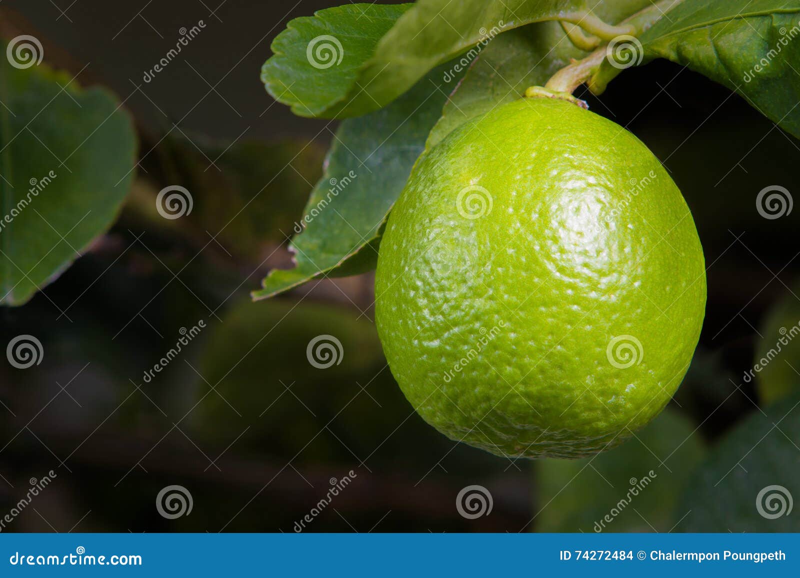 Single Lime Fruit Hanging from Its Branch Stock Photo - Image of nature ...