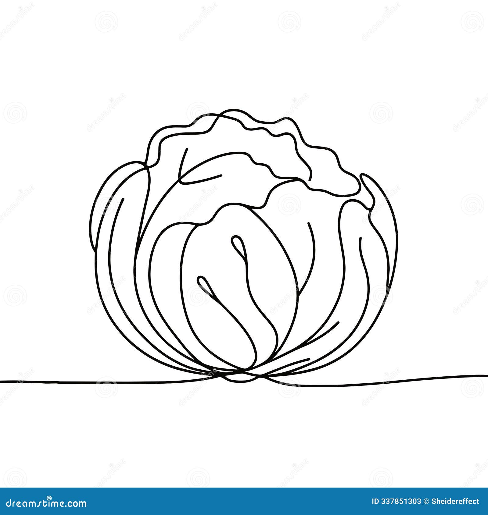 A Single Line Drawing of a Head of Lettuce Stock Illustration ...