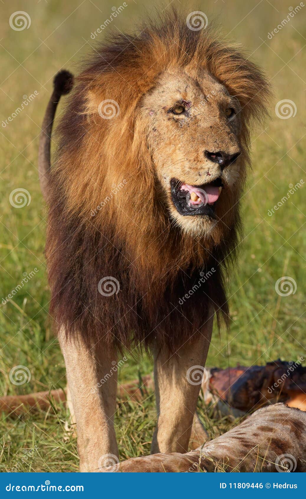 Single Lion (panthera Leo) in Savannah Stock Photo - Image of meat ...