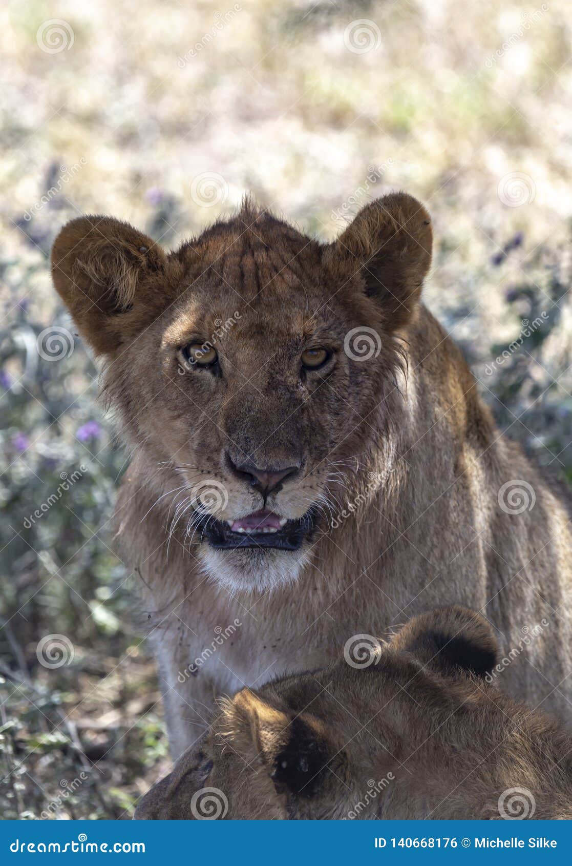 Single Lion Sitting Above Another Lion Looking Out at Something Stock ...