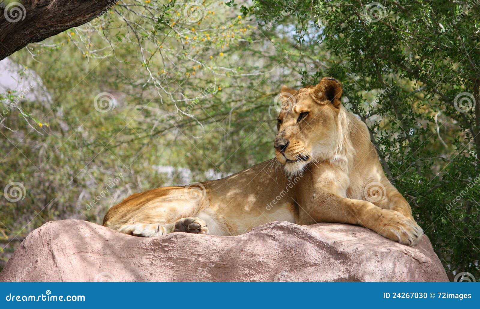 Single Lioness on Rock stock photo. Image of carnivore - 24267030