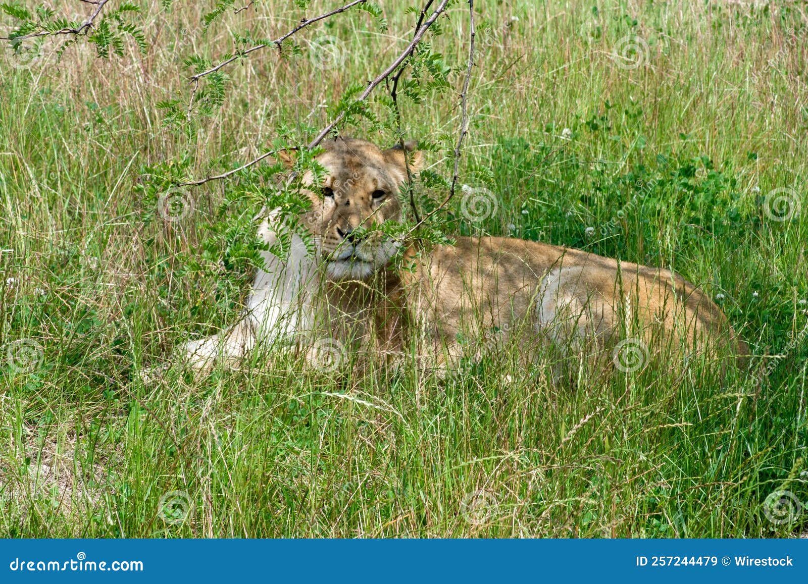 Single Lioness Sitting on the Grass Stock Image - Image of nature ...