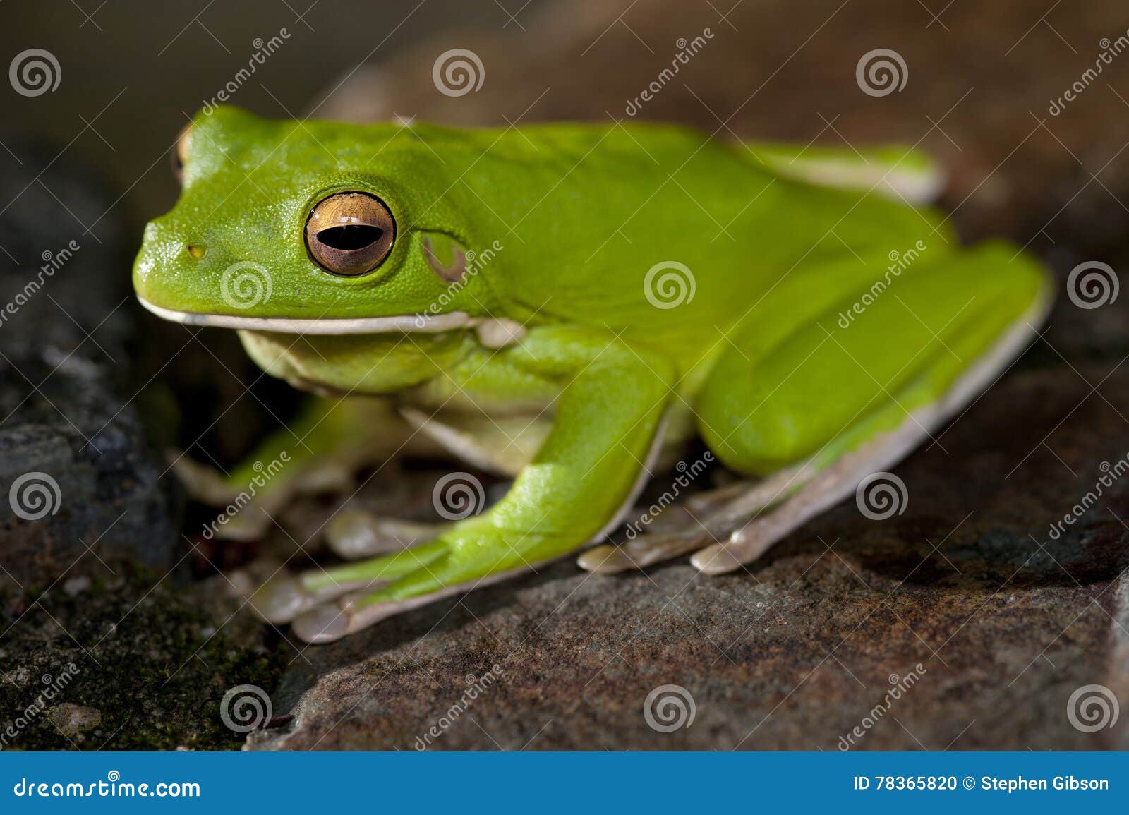 Single Little Green Tree Frog Stock Photo - Image of tree, environment ...
