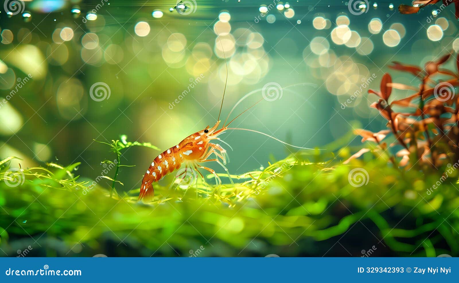 A Single Live Shrimp in Aquarium Tank Stock Image - Image of swimming ...