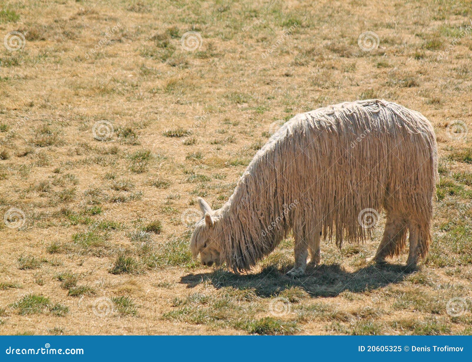 Single llama alpaca stock image. Image of america, alpaca - 20605325