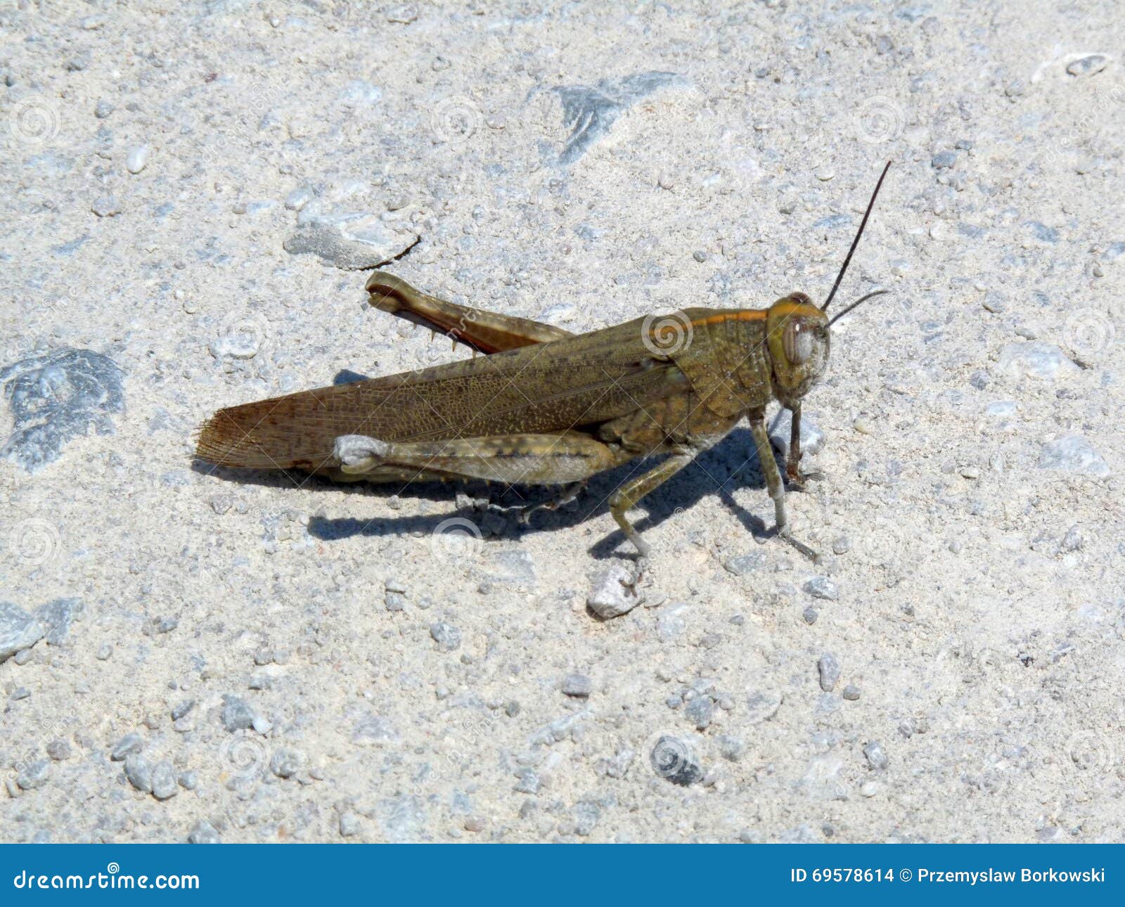 Single Locust in the Desert Stock Photo - Image of locust, egyptian ...