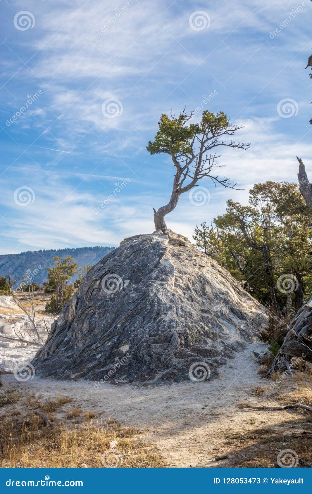 Single Tree Growing Out of Travertine from a Hot Spring Stock Image ...