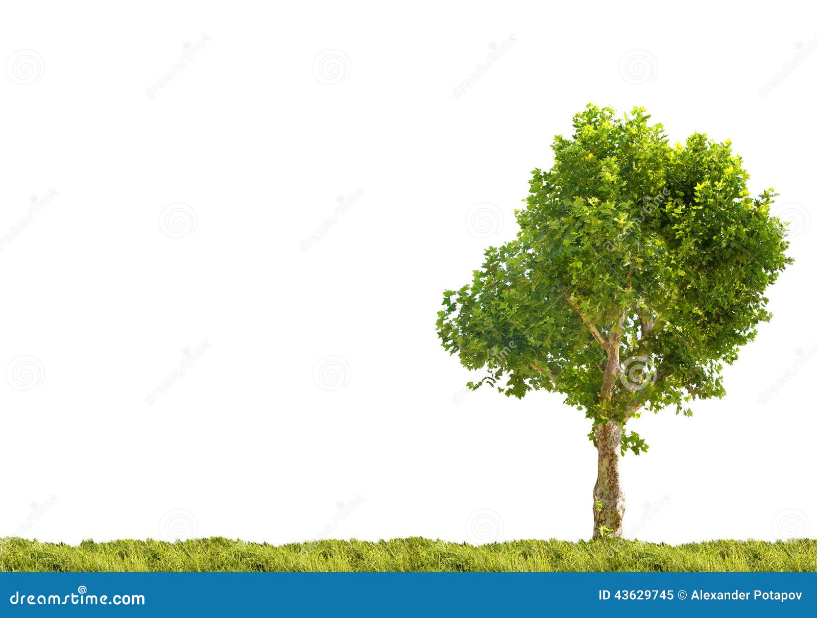 Plane Tree Pathway Royalty-Free Stock Photo | CartoonDealer.com #35456769