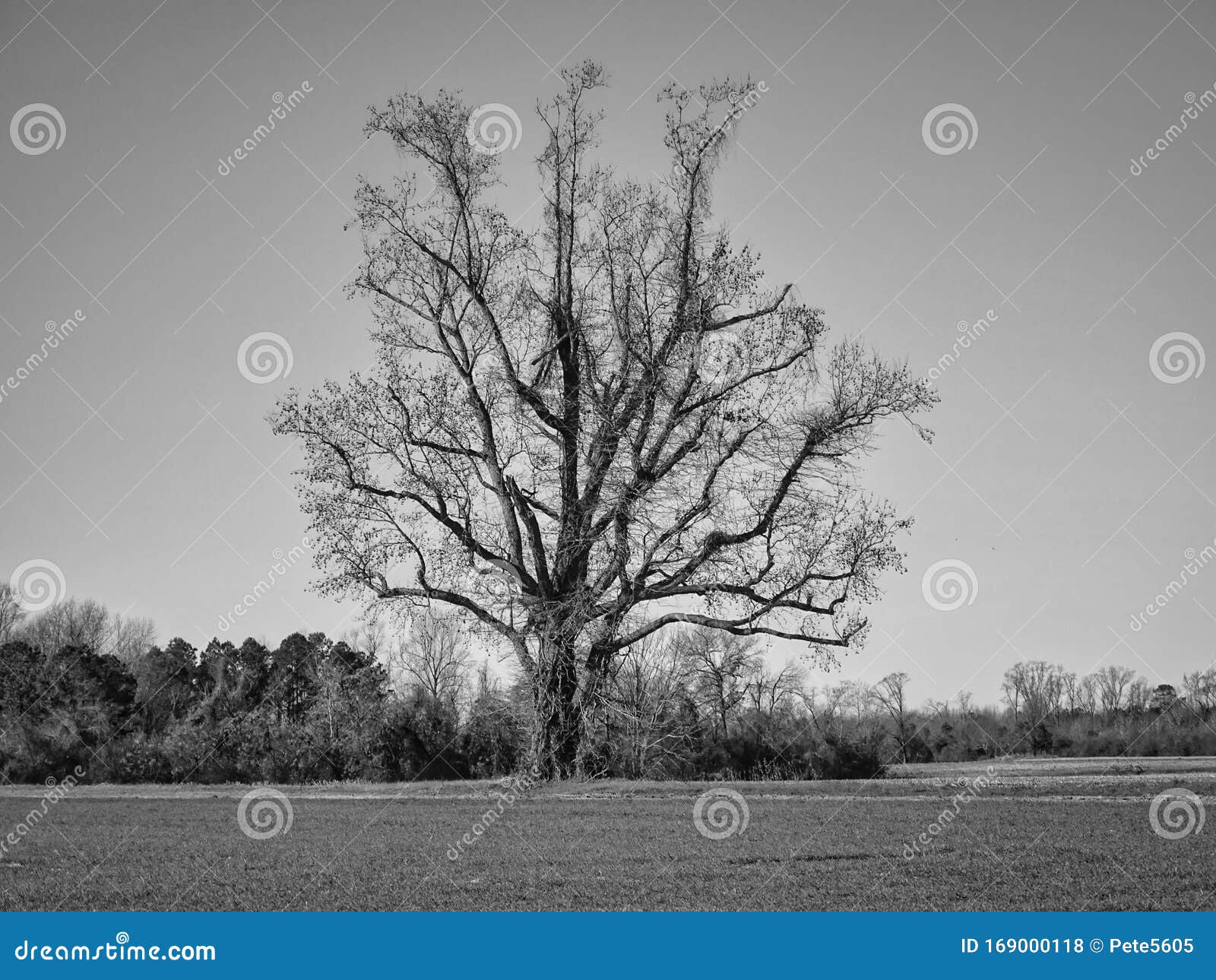 Single Lone Black and White Tree Alone in a Field Stock Photo - Image ...