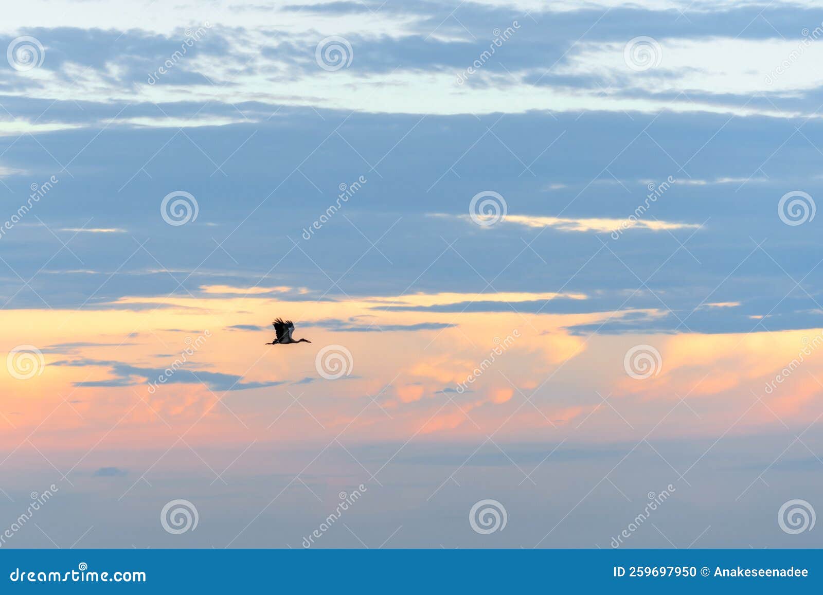 Single Lonely Bird in the Evening Sky Stock Photo - Image of sunset ...