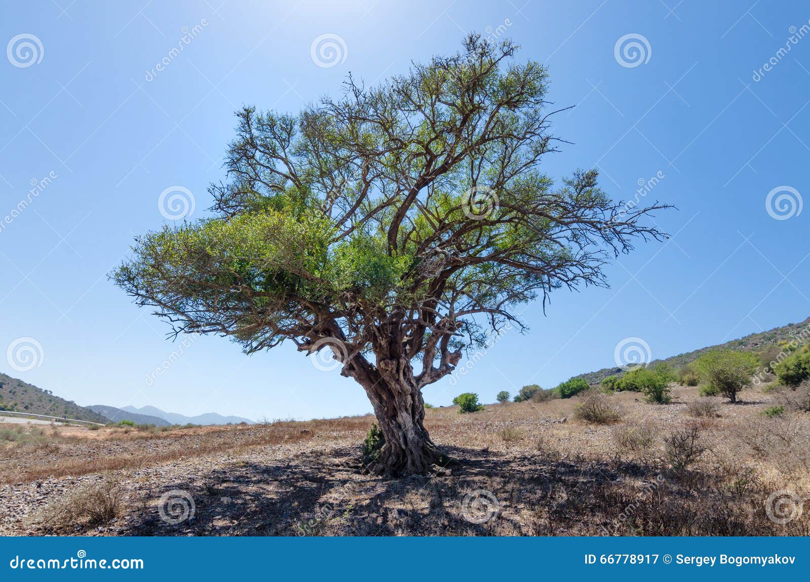 Single Lonely Green Tree Growing in Morocco Stock Image - Image of ...