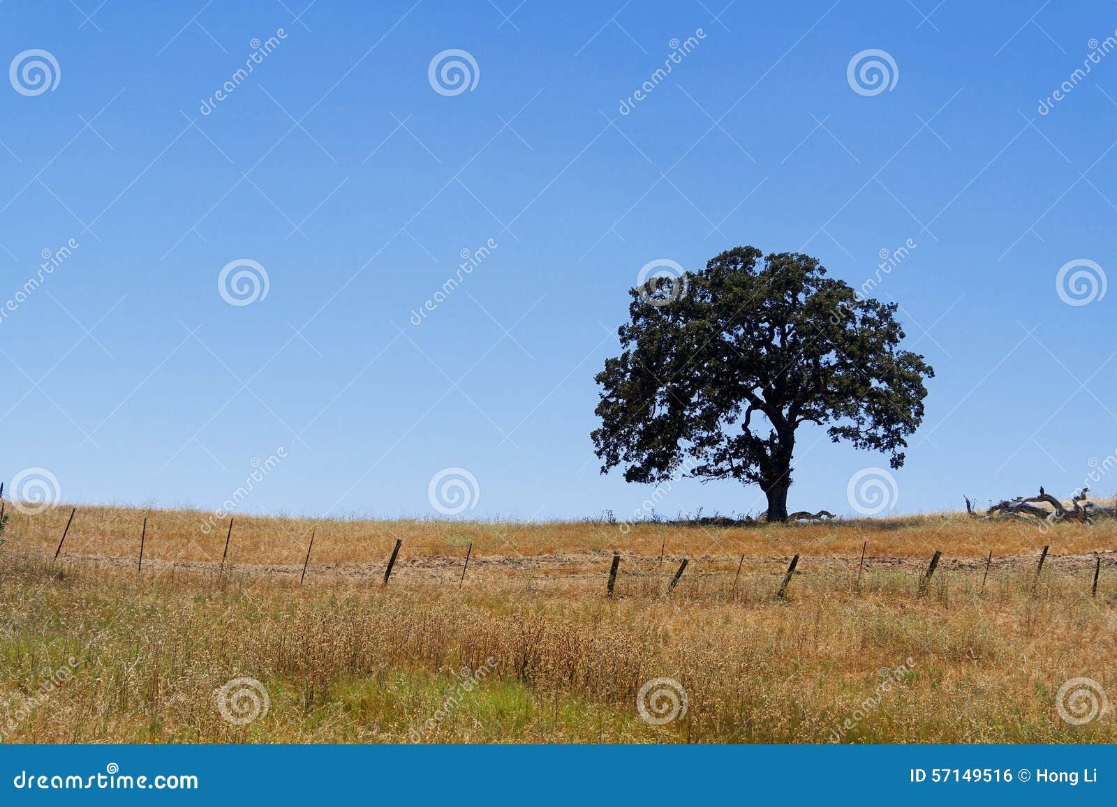 Single Lonely Tree in a Brown Grass Field Stock Photo - Image of hero ...
