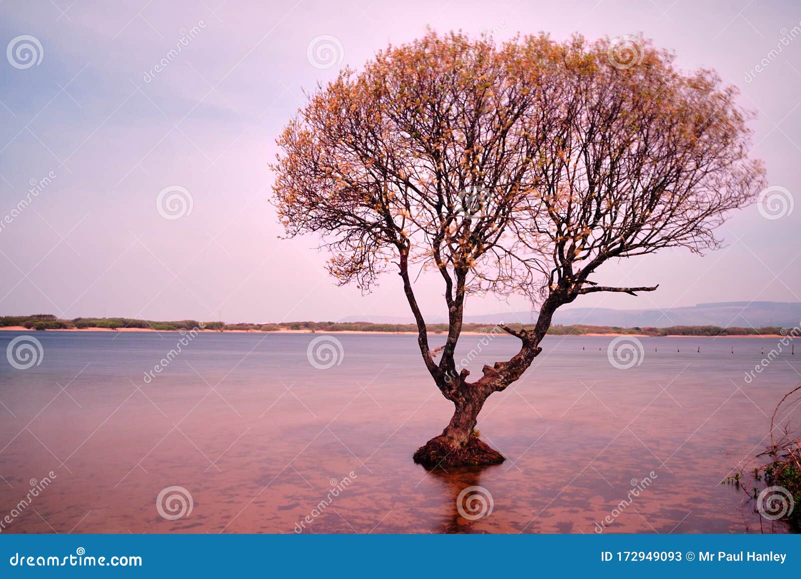 A Single Lonely Tree Sitting in the River Surrounded by Water Stock ...