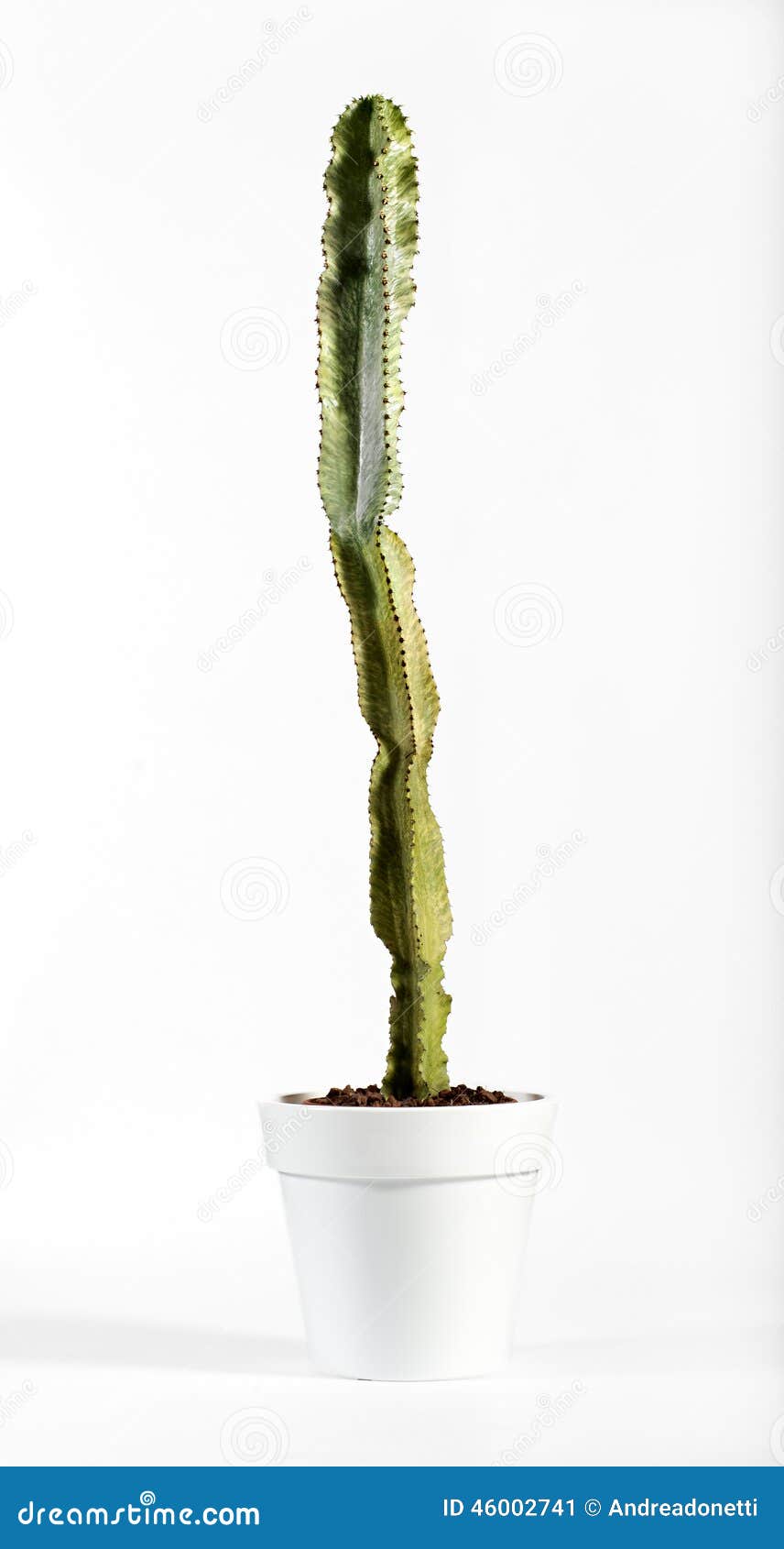 Single Long Cactus Plant on White Pot Stock Image - Image of thorny ...