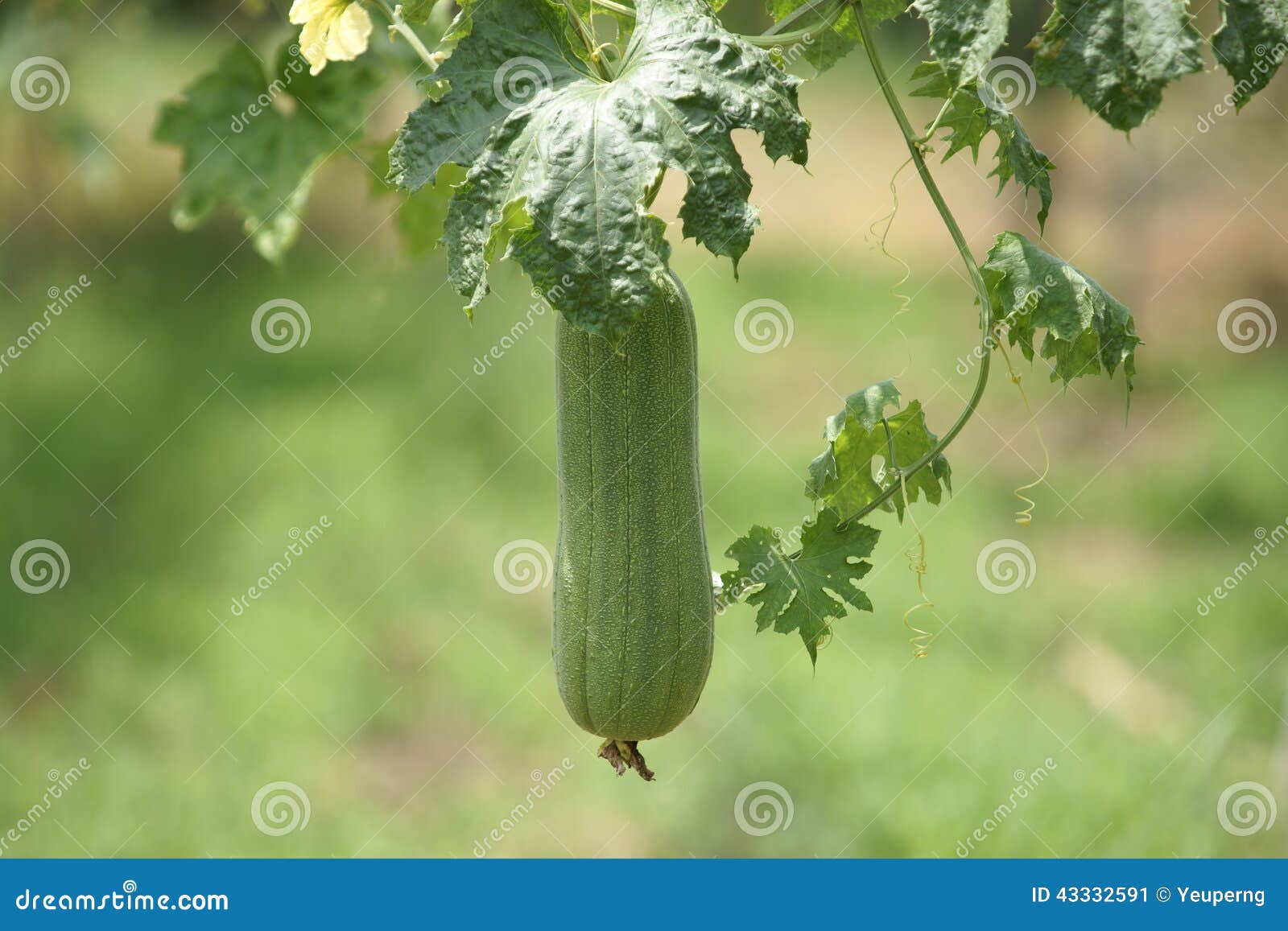 Single loofah. stock image. Image of plant, luffa, rough - 43332591