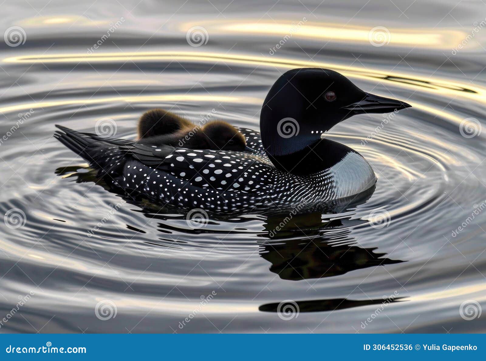 Single Loon with Young Floating on Its Back in the Water Stock Photo ...