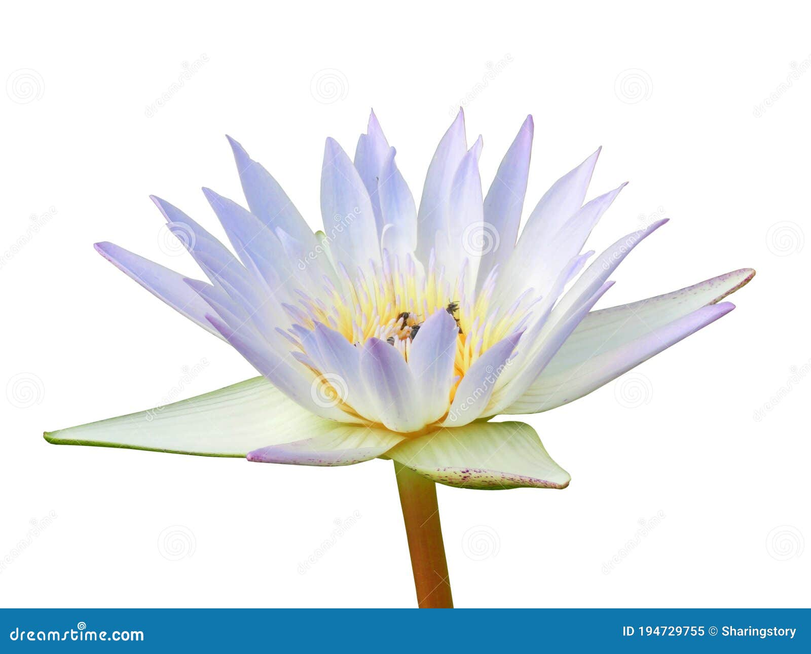 Single Lotus stock image. Image of macro, white, lotus - 194729755