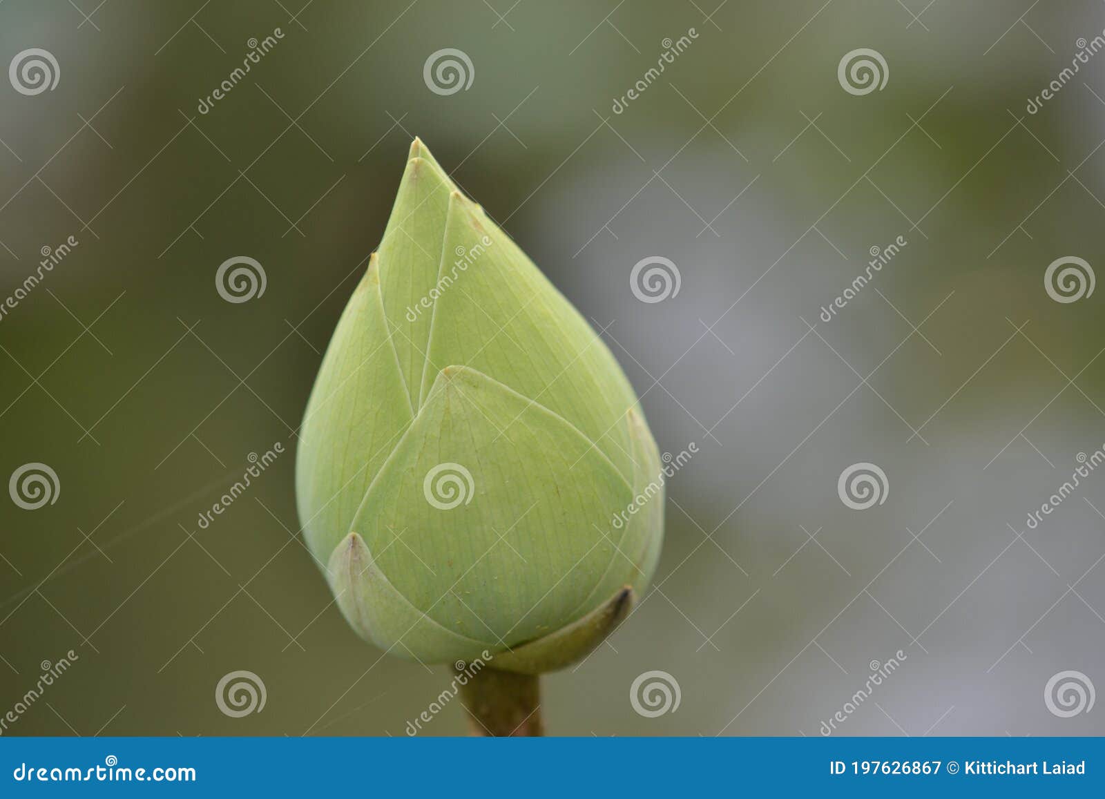 Single lotus bud stock image. Image of lotus, wildflower - 197626867