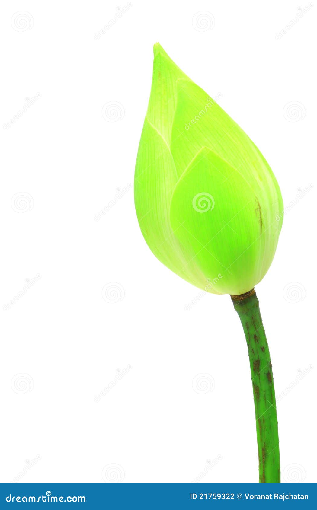 Single Lotus Flower Isolated Stock Photo - Image of lily, botanic: 21759322