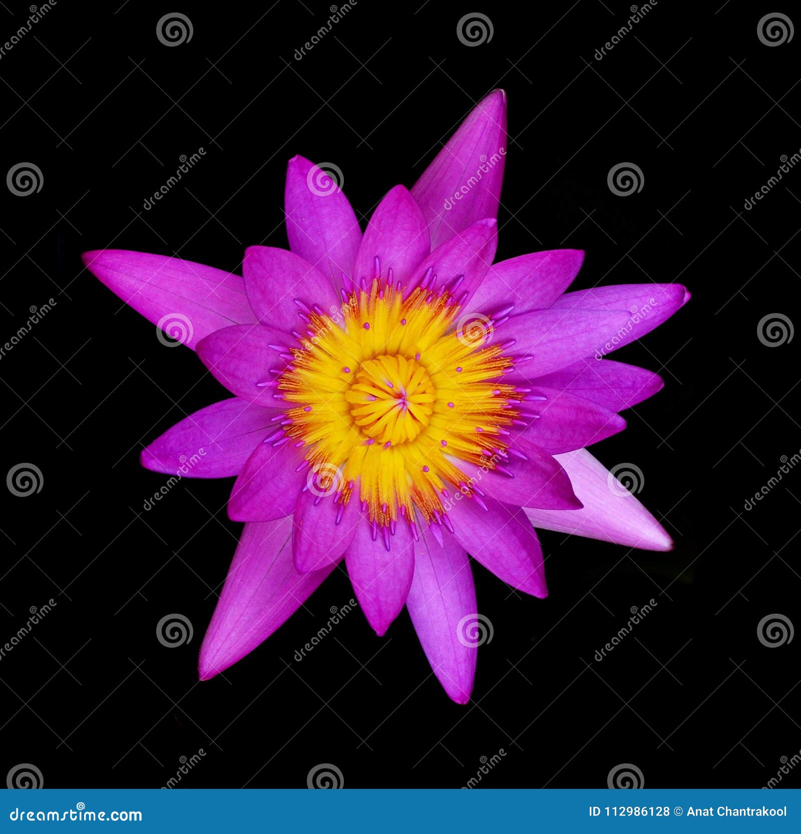 Single Lotus Flower Isolated on Black Background Stock Photo - Image of ...