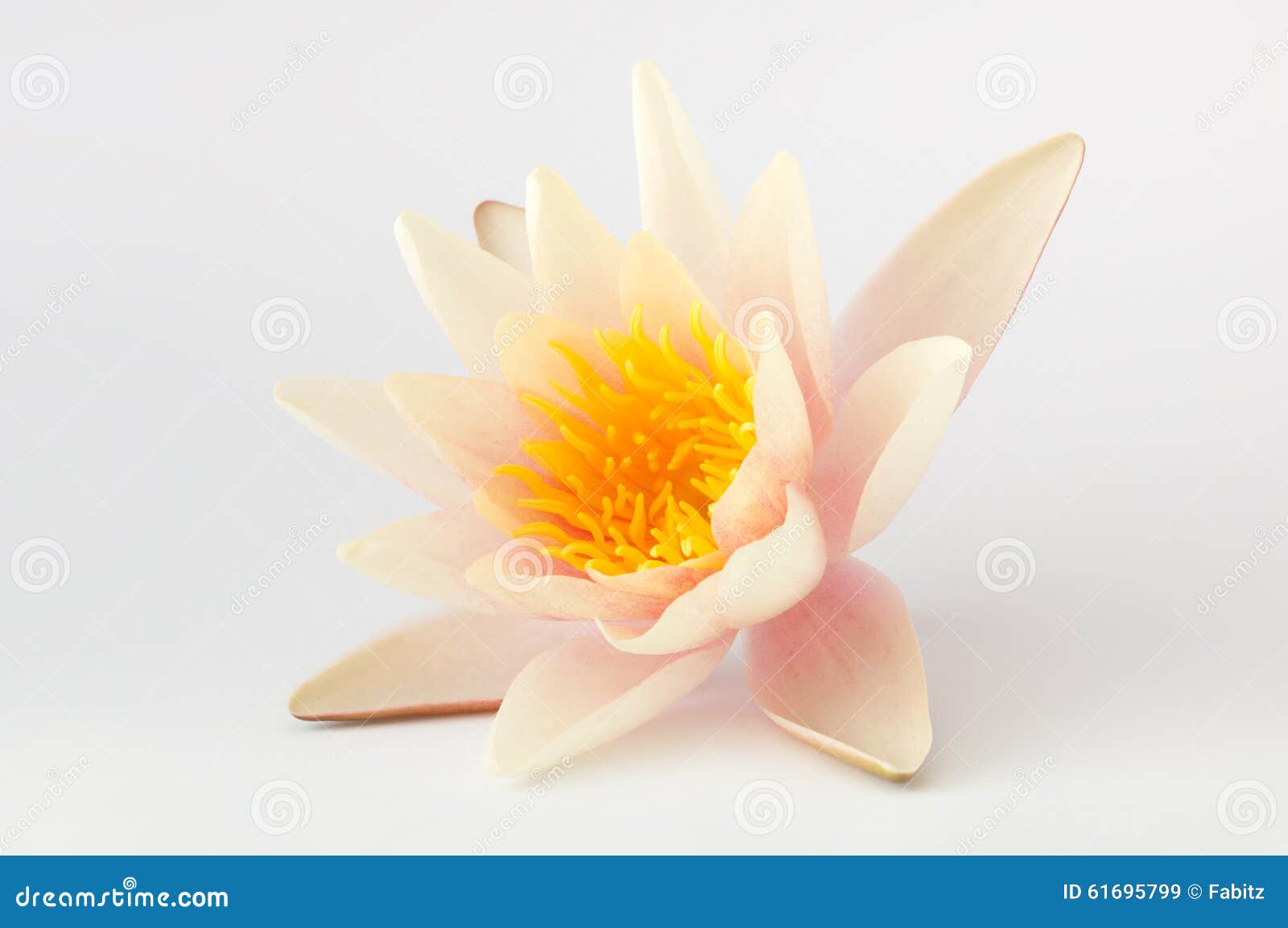 Single Lotus Flower Isolated Stock Image - Image of isolated, floral ...