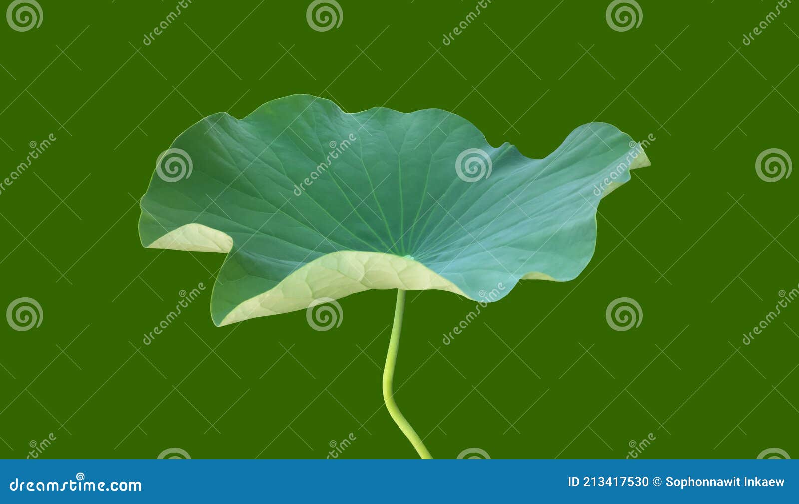 Single lotus leaf stock photo. Image of bloom, garden - 213417530