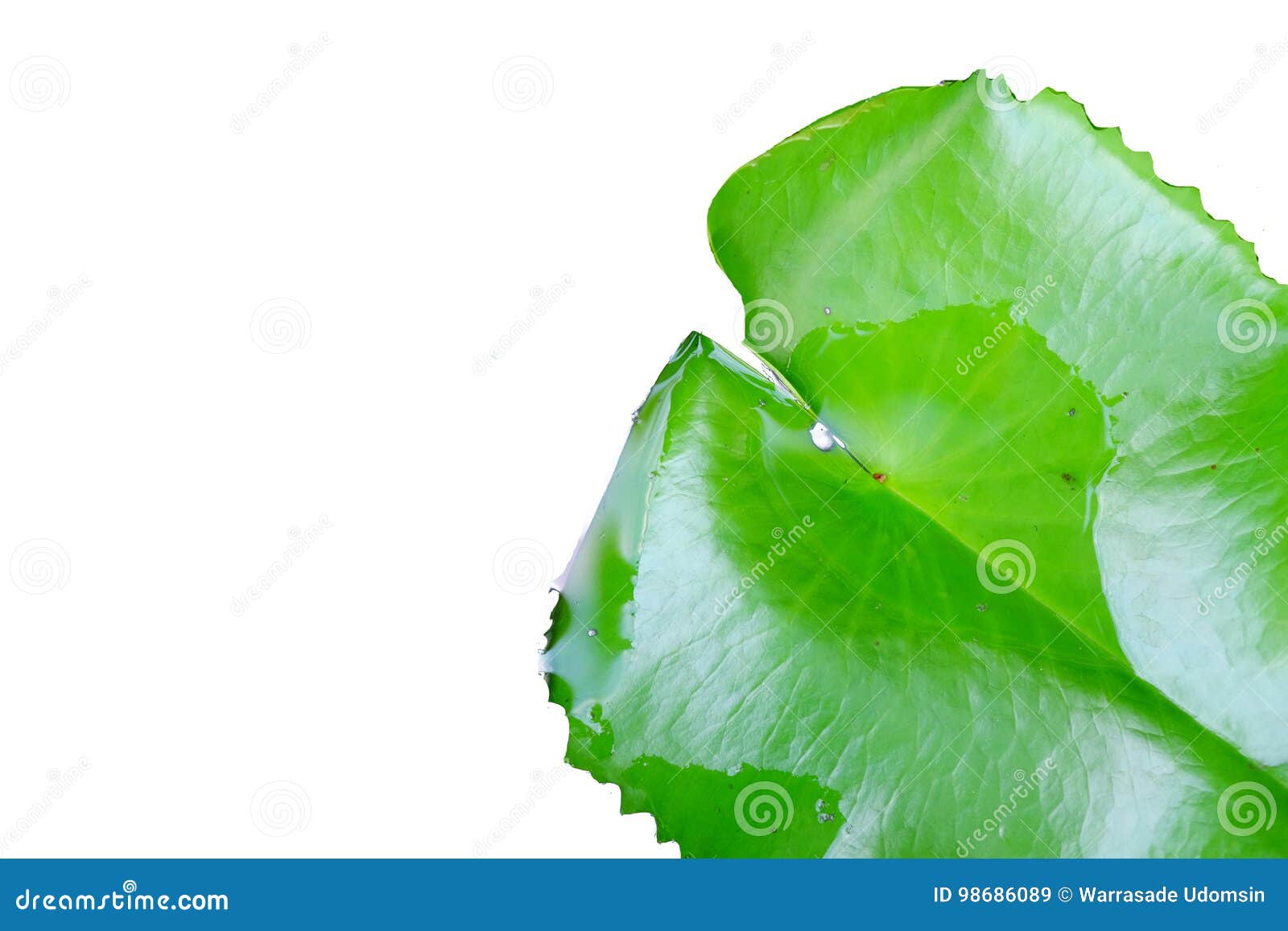 Single Lotus leaf stock image. Image of green, plant - 98686089